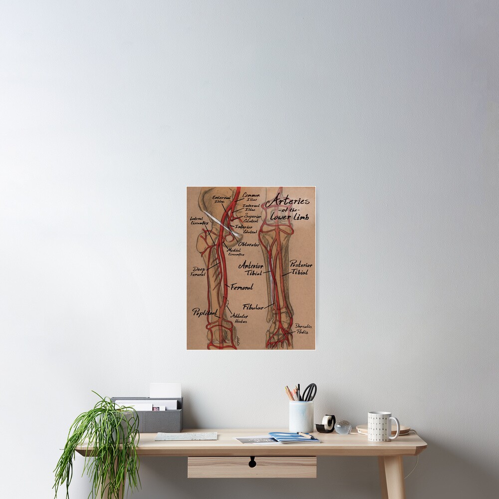 "Arteries of the Lower Limb" Poster for Sale by alexdaidesigns | Redbubble