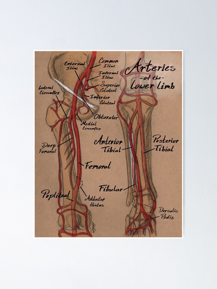 "Arteries of the Lower Limb" Poster for Sale by alexdaidesigns | Redbubble