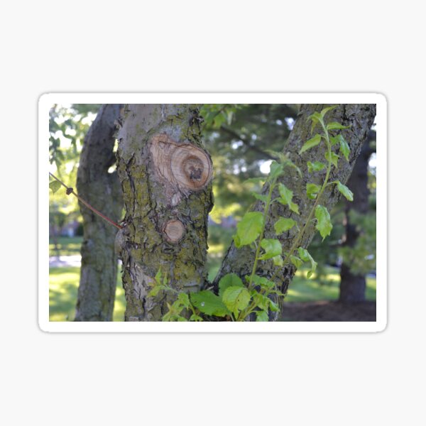 "Tree Stump and Green Leaves" Sticker for Sale by shadowspeeder | Redbubble