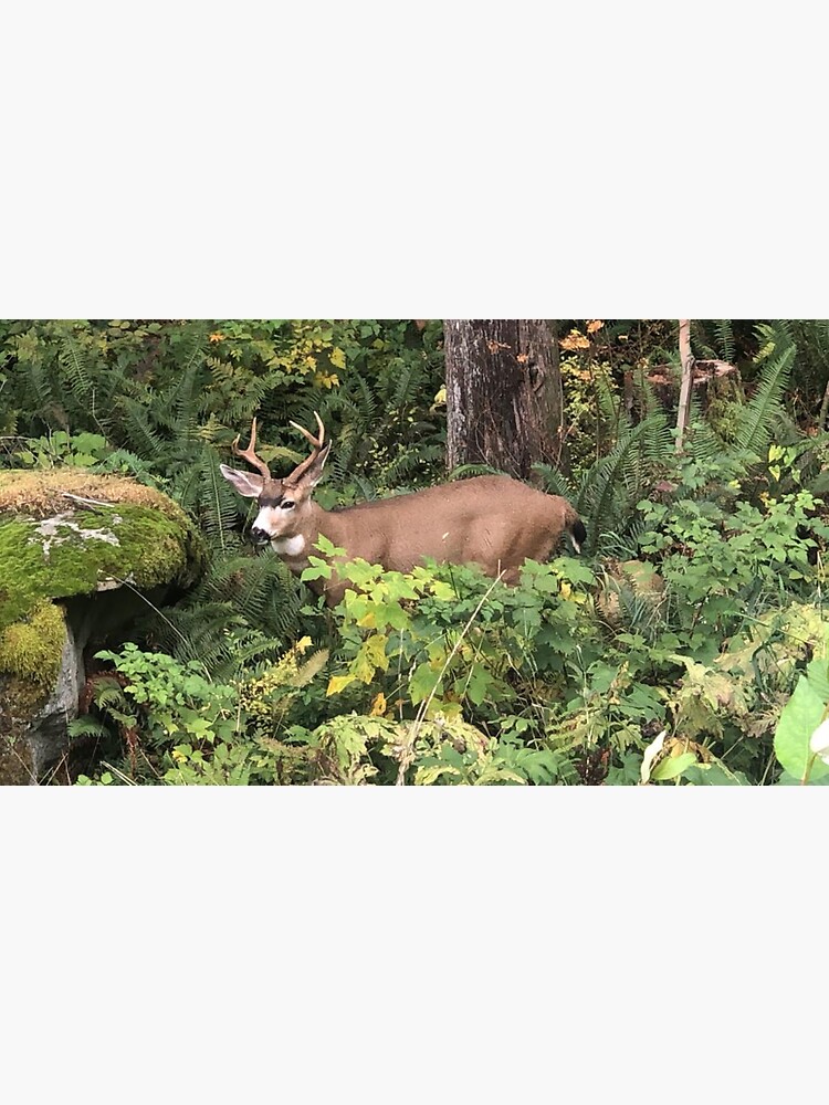 "Two Point Buck, Deer" Sticker for Sale by Canadiancowgirl | Redbubble