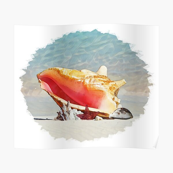 "Conch Shell " Poster for Sale by Heathermarie321 | Redbubble