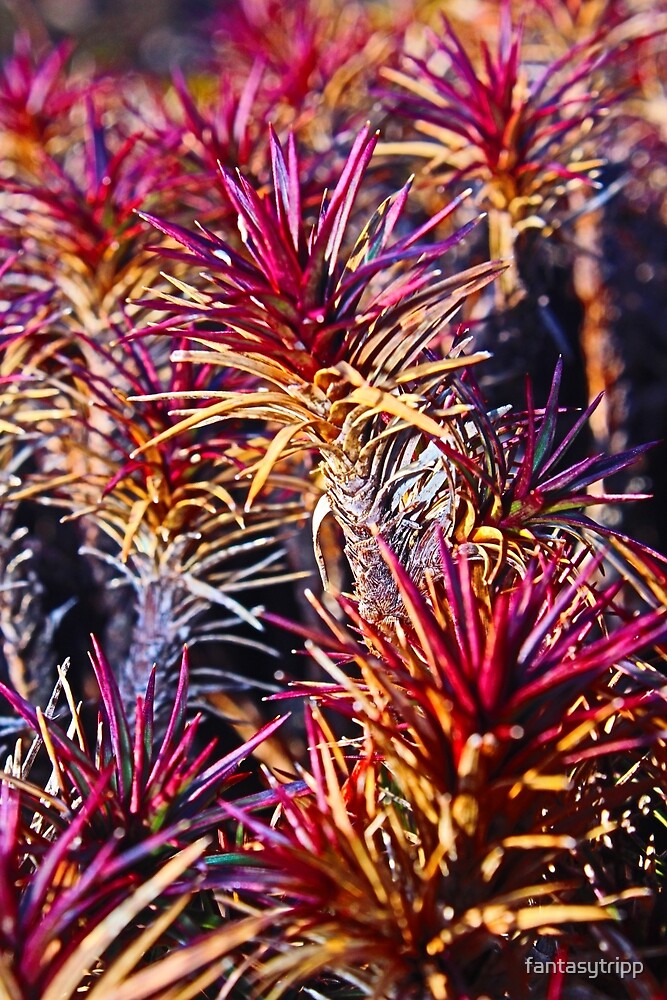 "Spikey Weed from Mount Barrow, Tasmania" by fantasytripp | Redbubble