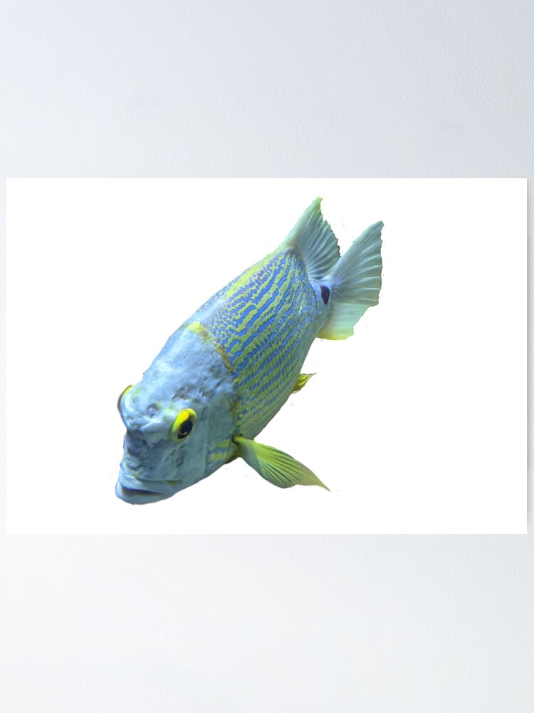 "Light Blue Fish" Poster by shadowspeeder | Redbubble
