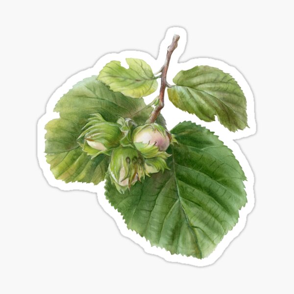 "Watercolor illustration of green walnut" Sticker for Sale by wladimkea ...