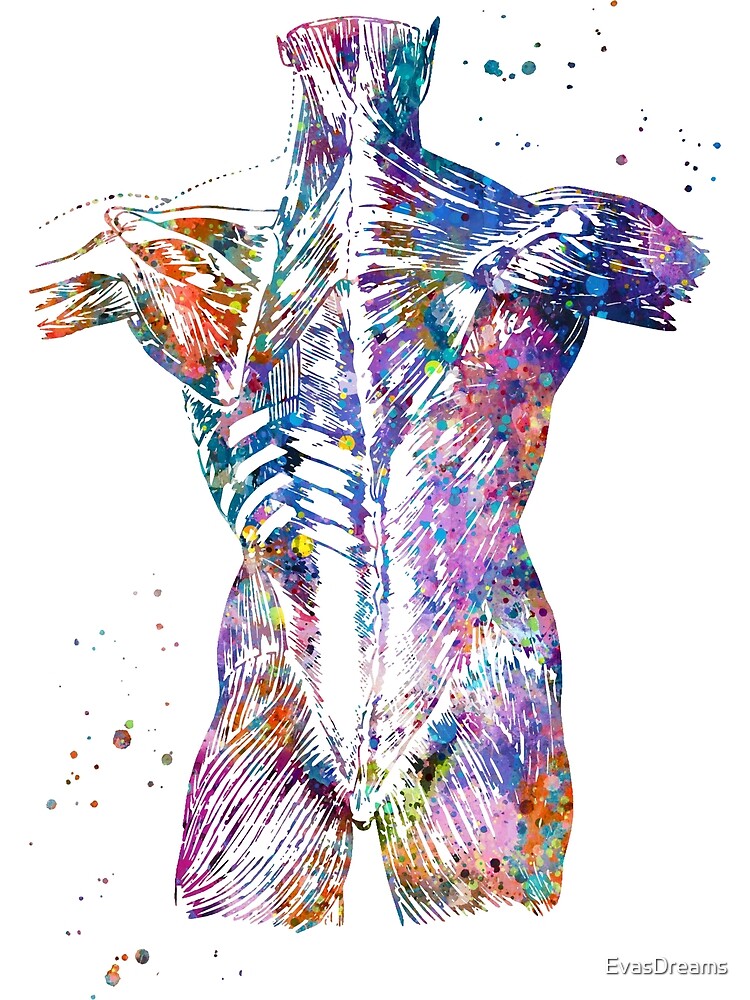 Back Muscles Anatomy Premium Matte Vertical Poster sold by Gary Murray ...