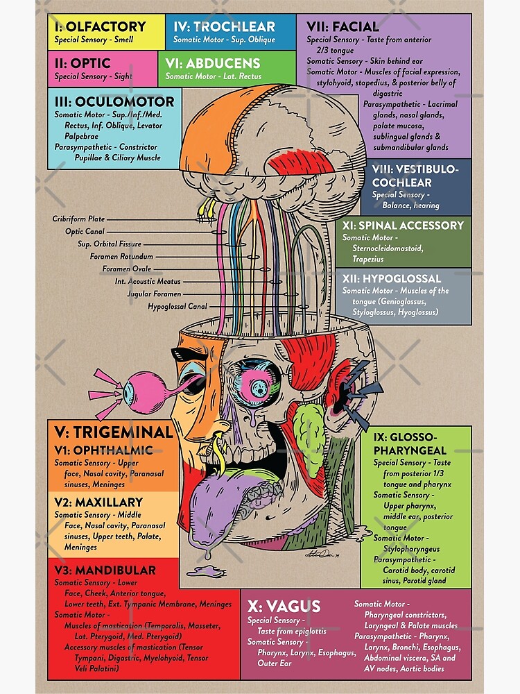 Cranial Nerves Exploded - Labeled Premium Matte Vertical Poster sold by ...