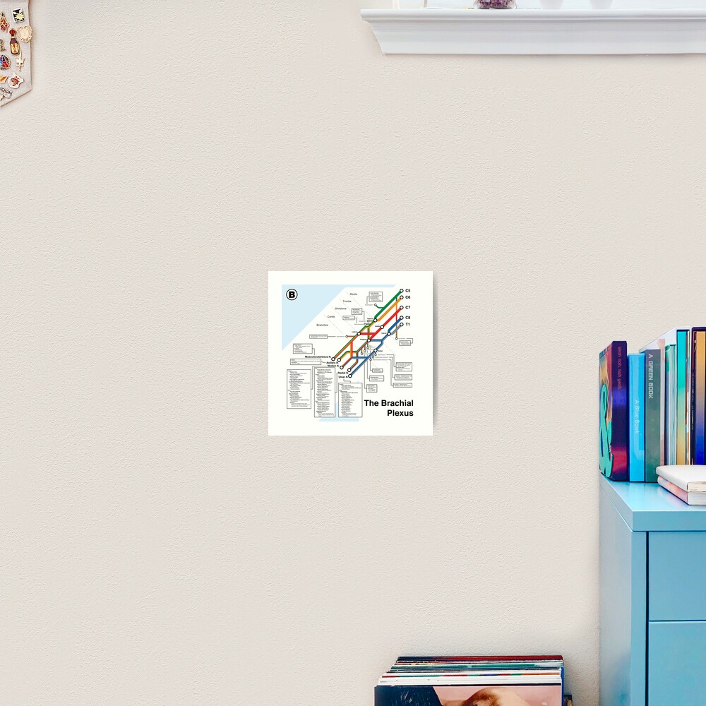 "Brachial Plexus Map - Labeled" Art Print by alexdaidesigns | Redbubble