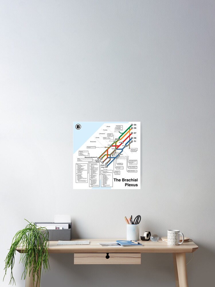 "Brachial Plexus Map - Labeled" Poster for Sale by Alex Dai | Redbubble