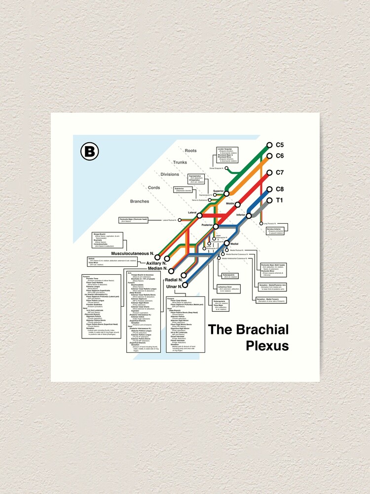 "Brachial Plexus Map - Labeled" Art Print by alexdaidesigns | Redbubble