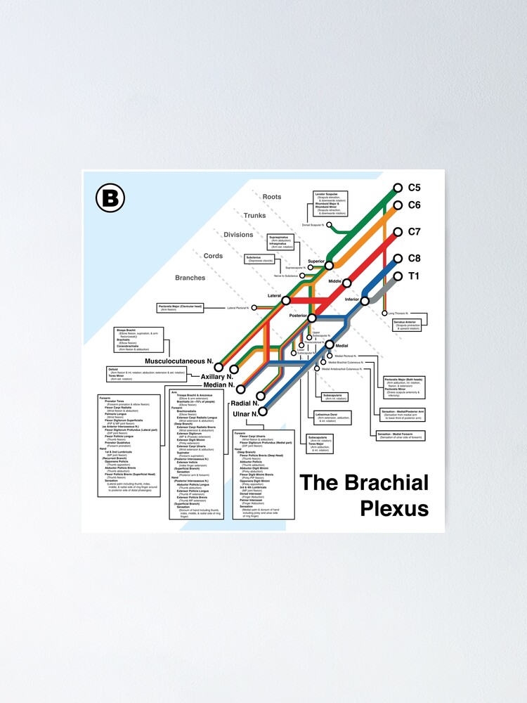 "Brachial Plexus Map - Labeled" Poster for Sale by Alex Dai | Redbubble