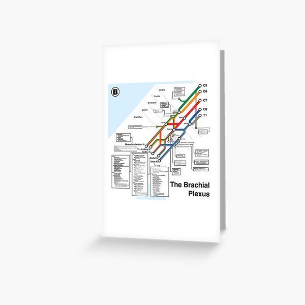 "Brachial Plexus Map - Labeled" Greeting Card for Sale by ...