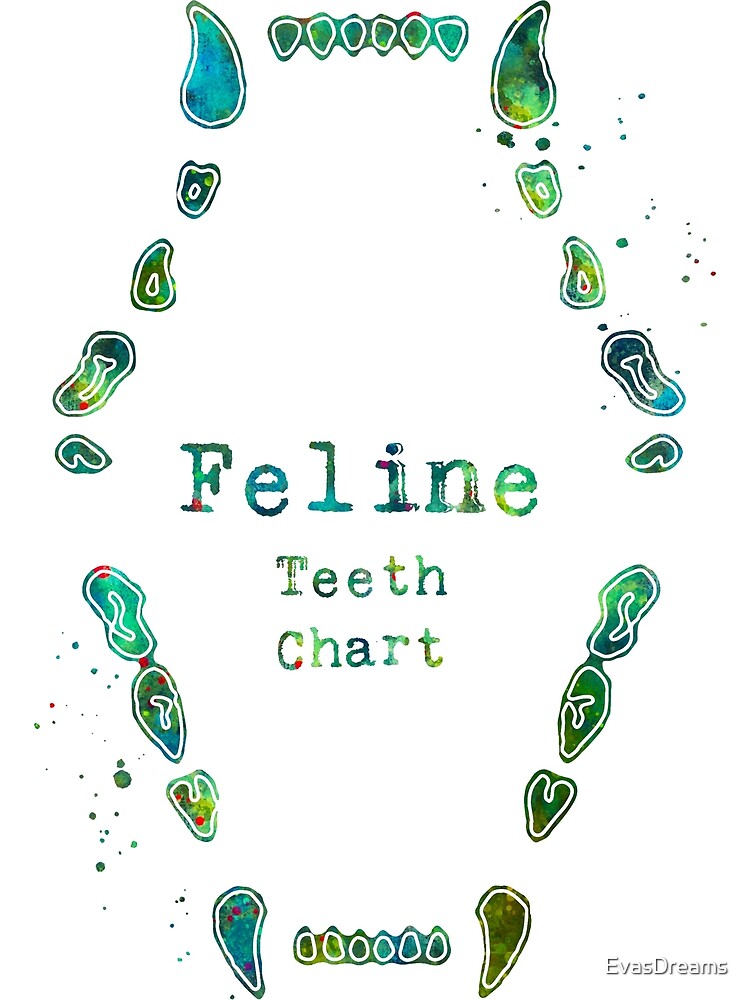 Feline Dental Tooth Chart Printable Cat Feline Veterinary Dental Tooth