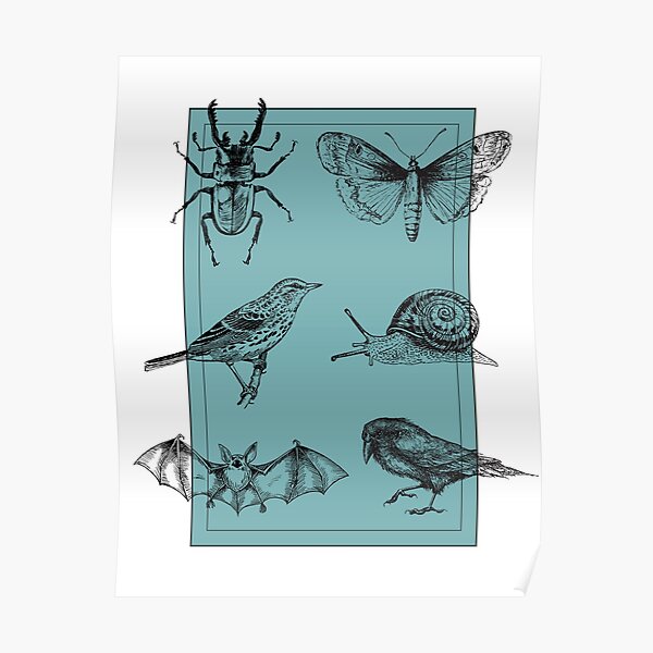 "Fauna" Poster for Sale by Anatelliu | Redbubble