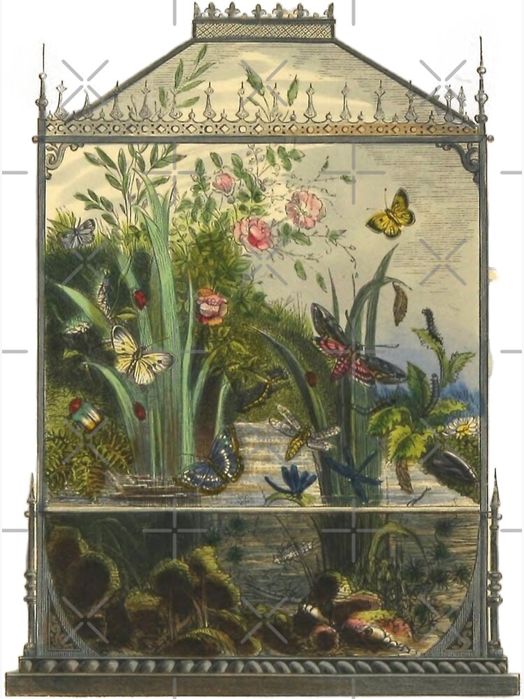 "The Vivarium or insect home For observing the transformation of ...