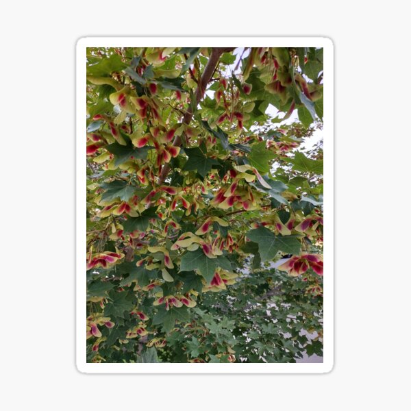 "Maple" Sticker for Sale by toast-part-two | Redbubble