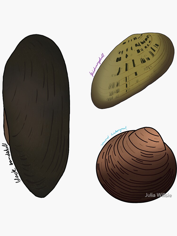 "Freshwater Mussel Pack 2.0" Sticker for Sale by willsiej | Redbubble