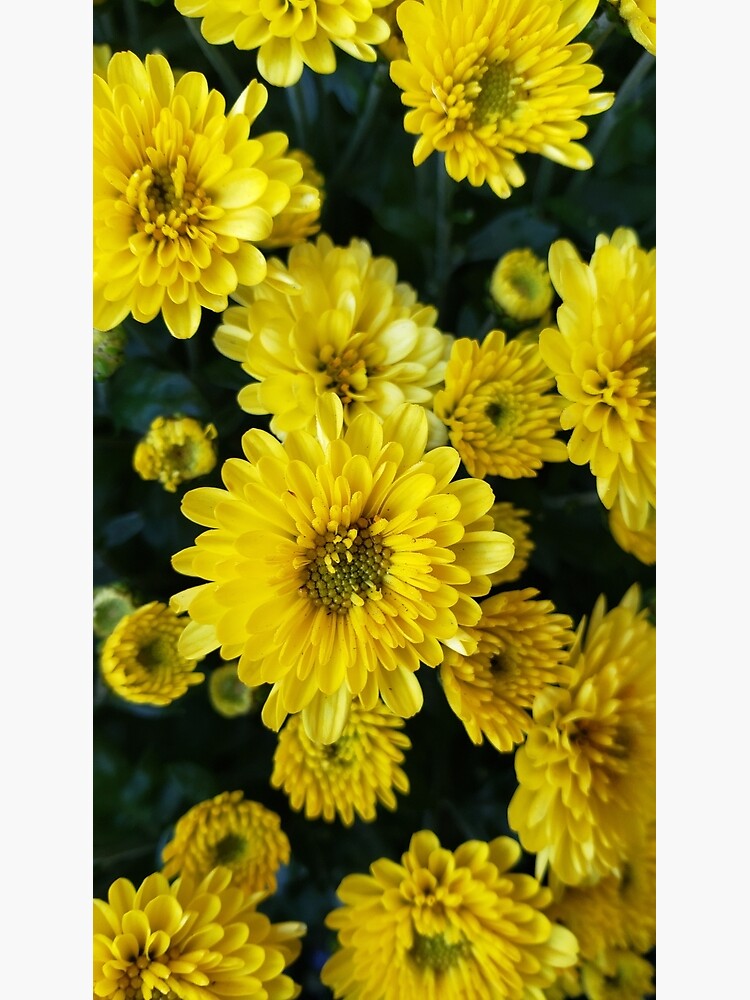 "Yellow mum flowers" Poster for Sale by RoseJuly | Redbubble