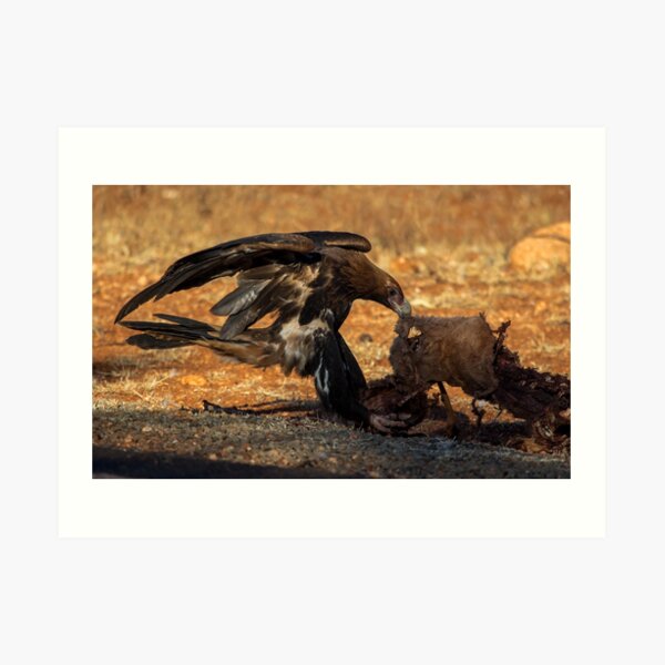 Roadkill Art Prints | Redbubble