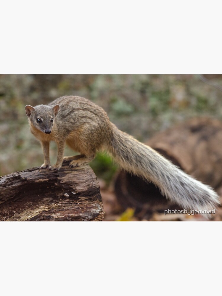 "Bokiboky posing long tail" Sticker by photosbygemmad | Redbubble