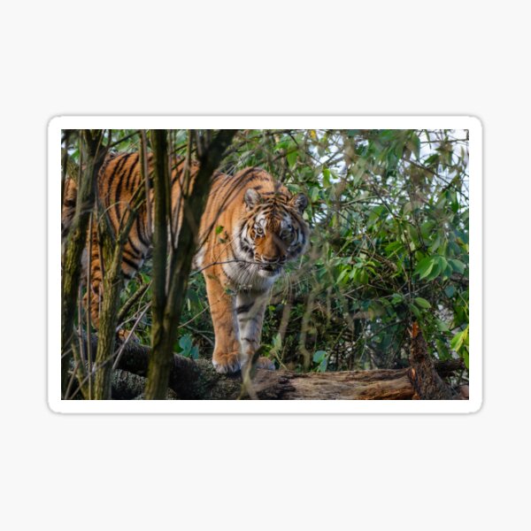 "Amur tiger up a tree" Sticker by photosbygemmad | Redbubble