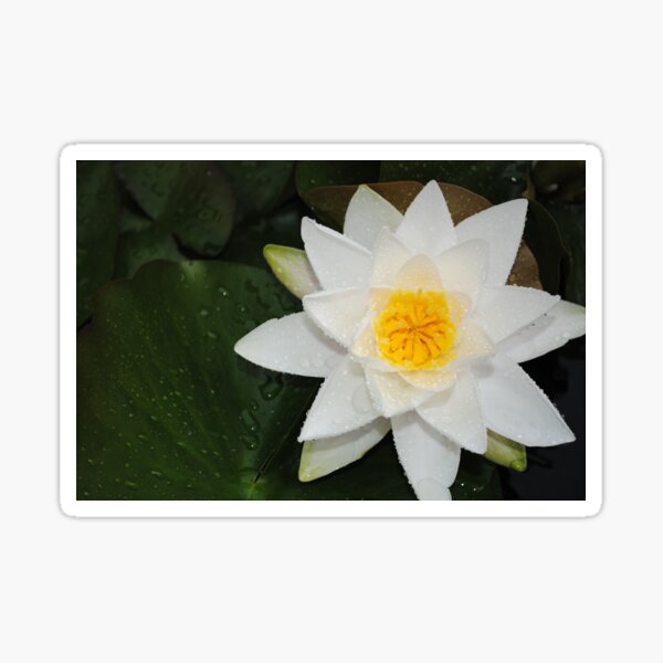 "water lily" Sticker for Sale by RedFox237 | Redbubble