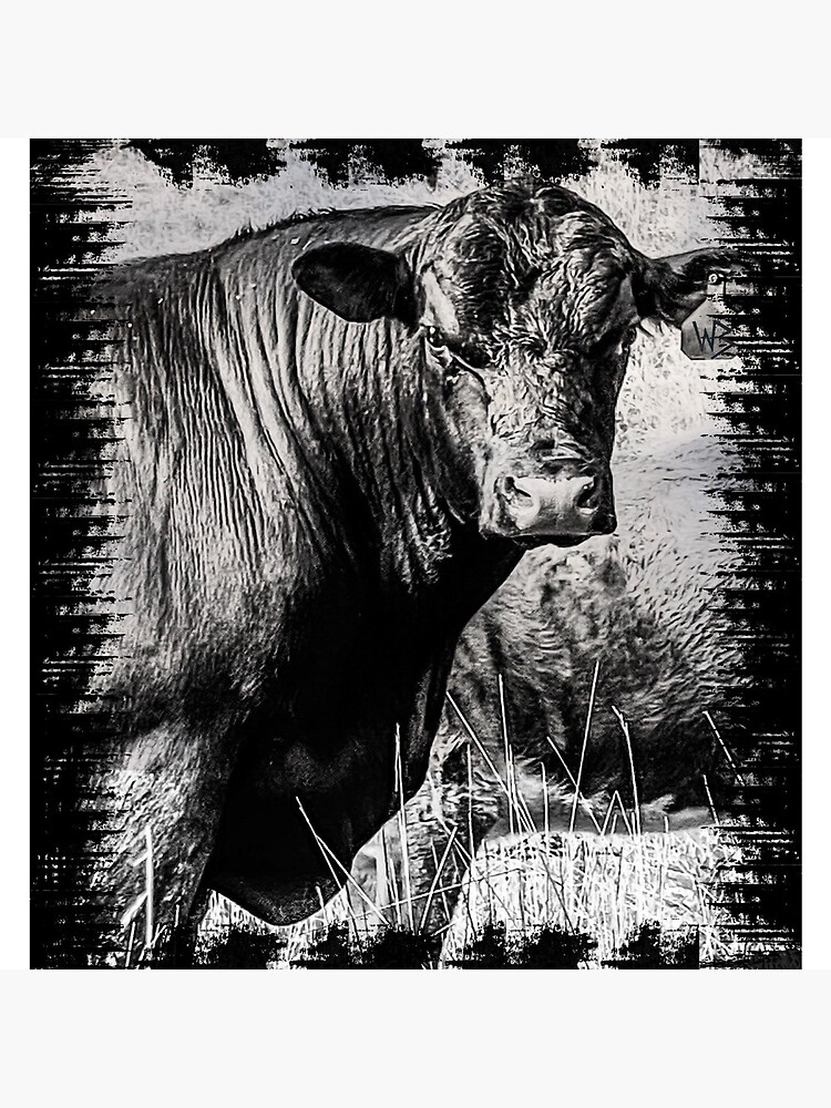 "Black and White Angus Bull" Art Print for Sale by HeyHeifer | Redbubble