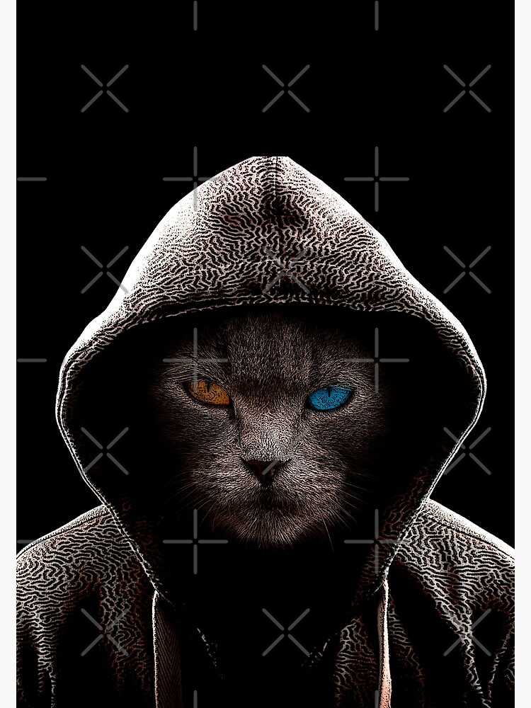 "Heterochromia Hooded Cat Two-color eyes" Poster for Sale by ...