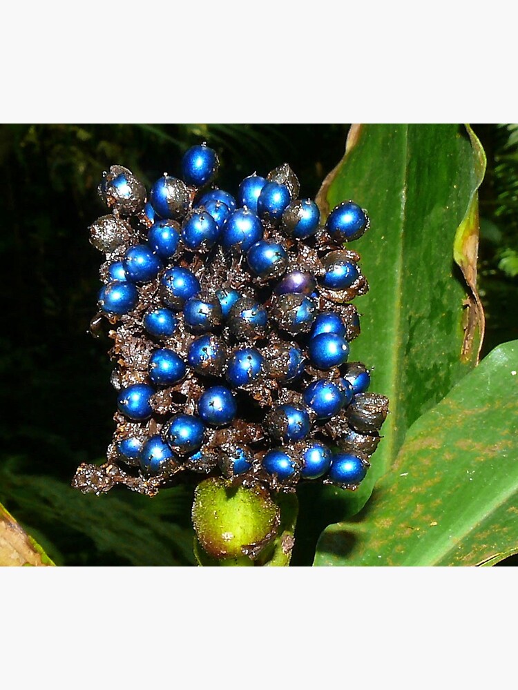 "Brilliant blue of the pollia berry nature color portrait photograph ...