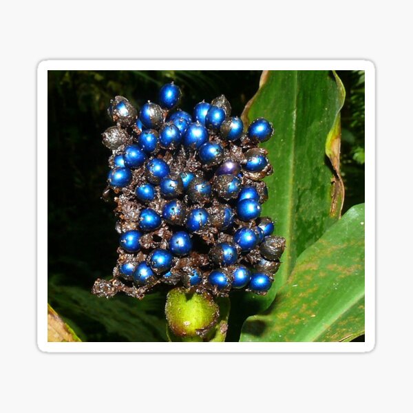 "Brilliant blue of the pollia berry nature color portrait photograph ...