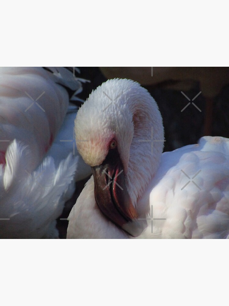 "Pale Flamingo Photograph - TRXJIN" Sticker for Sale by TRXJIN | Redbubble