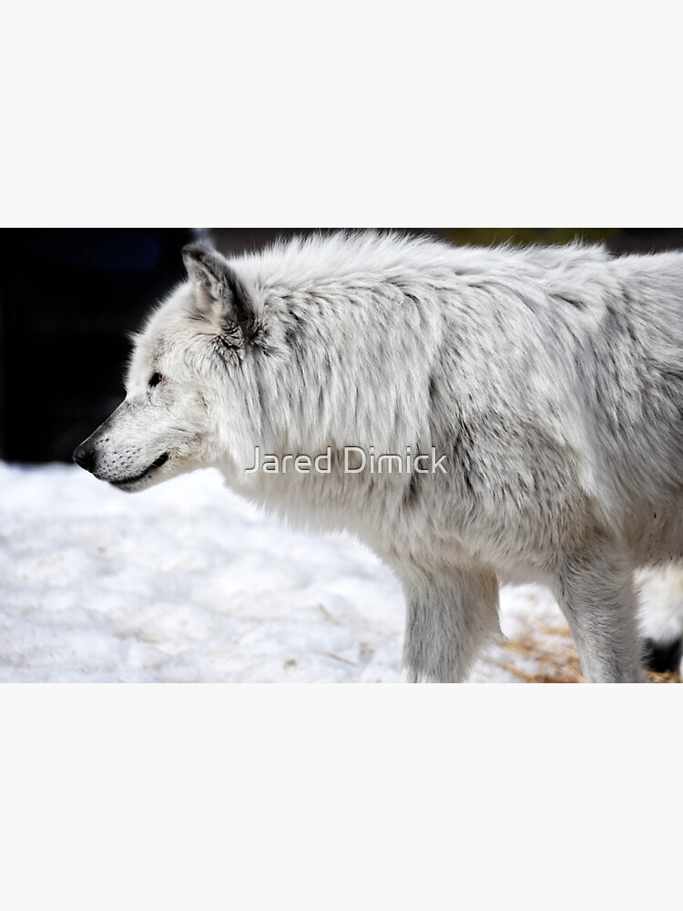 "Timber Wolf" Sticker for Sale by Jared Dimick | Redbubble