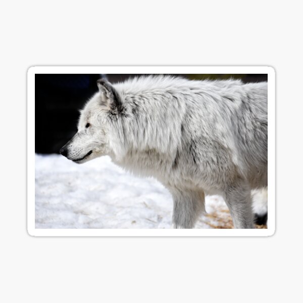 "Timber Wolf" Sticker for Sale by Jared Dimick | Redbubble