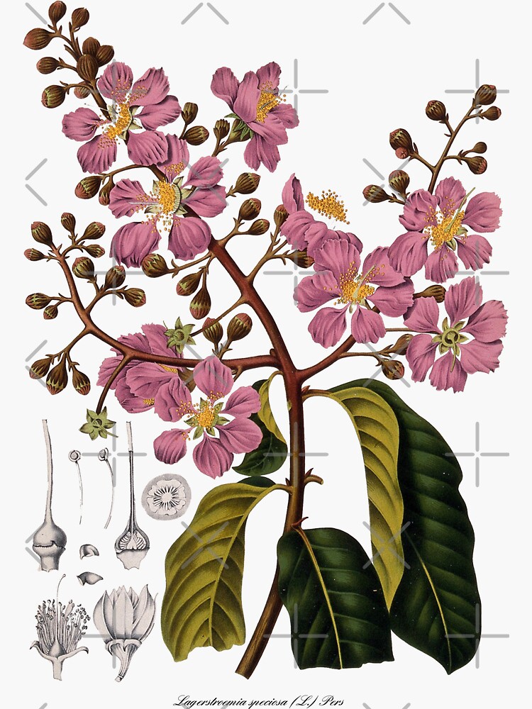 "Vintage Botanical Flower Buds Illustration - Banaba Pride of India ...