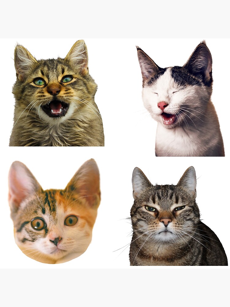 "Funny expression cats pack " Poster for Sale by StickerTunnel | Redbubble
