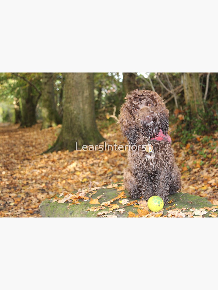 "Cockapoo with Autumn Leaves in Woods" Sticker for Sale by ...