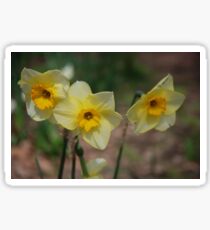 Daffodil: Stickers | Redbubble