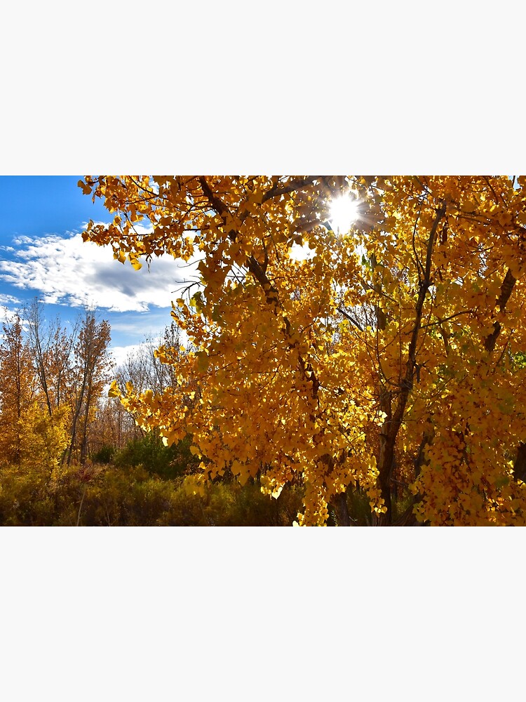 "Fall Foliage in Colorado" Poster for Sale by rachphotography | Redbubble