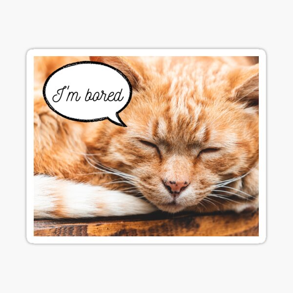 "bored cat" Sticker for Sale by jkarpov777 | Redbubble