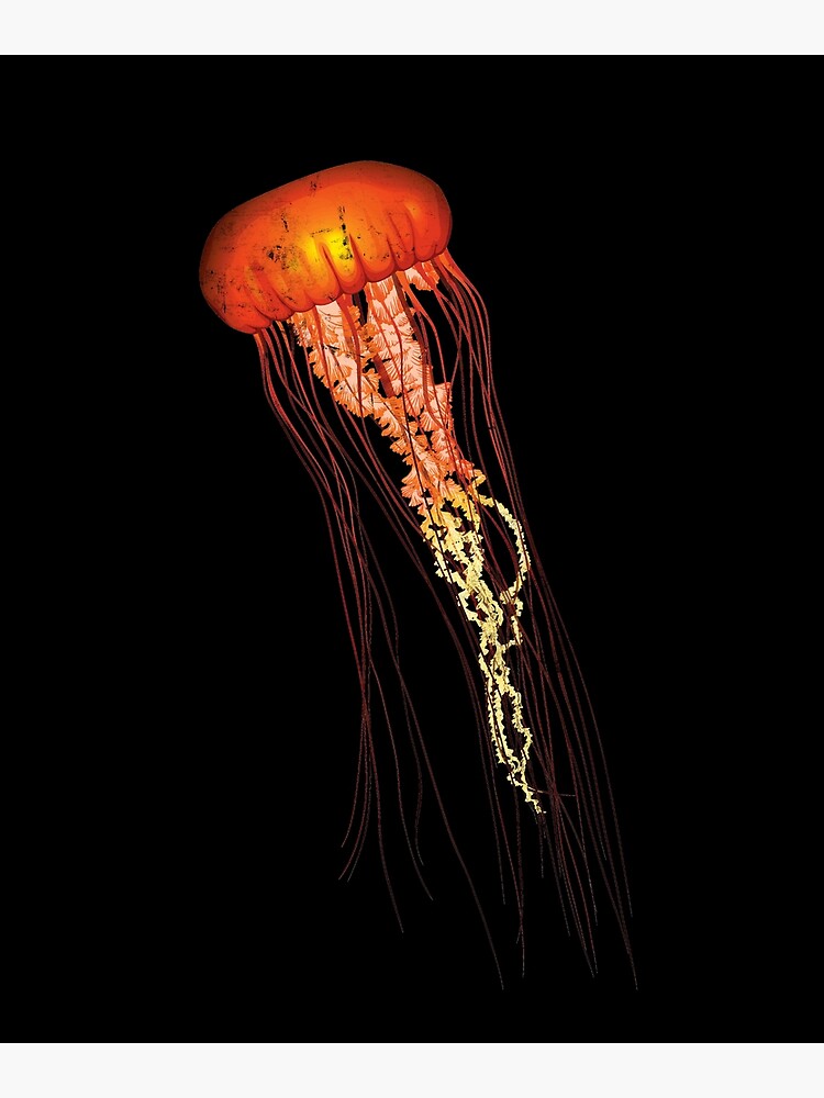 Poster « Méduse animaux marins mer océan créatures marines art méduse ...