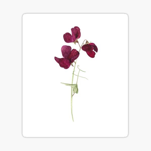 "Sweet Pea - 1/3" Sticker by ShainaMakes | Redbubble