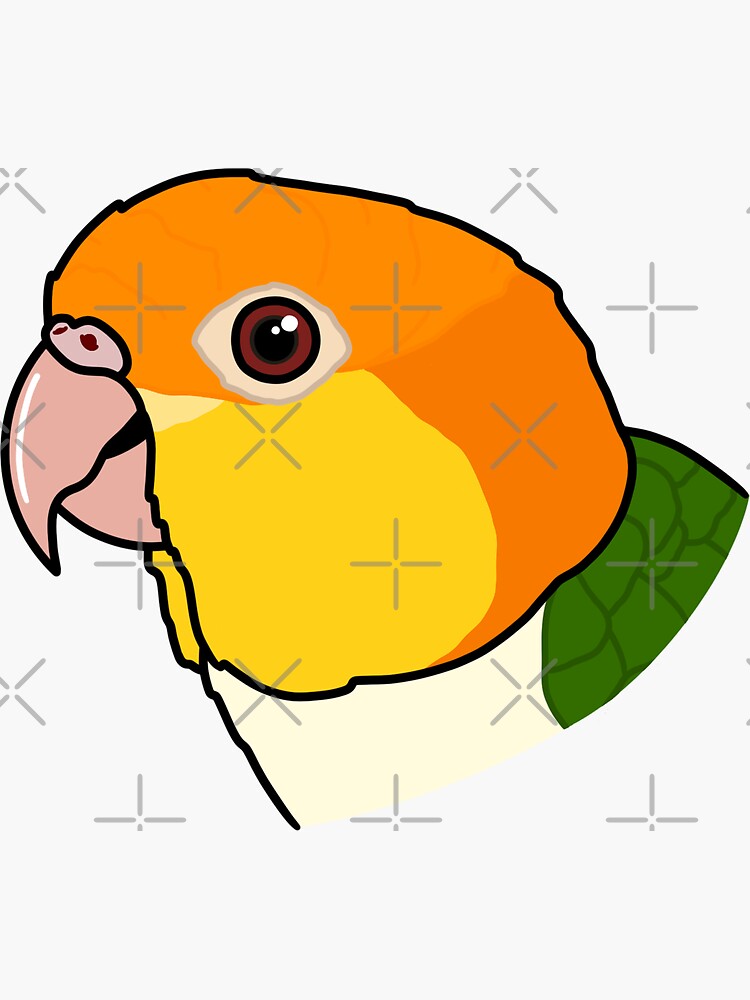 "white bellied caique parrot portrait" Sticker for Sale by Kelsea ...