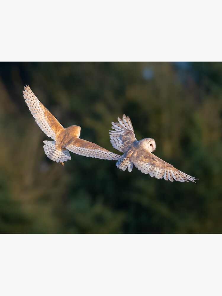 "Barn owl chase!" Sticker for Sale by JackBranscombe | Redbubble