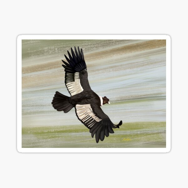 "Condor, big bird flying" Sticker for Sale by ALVALERA | Redbubble