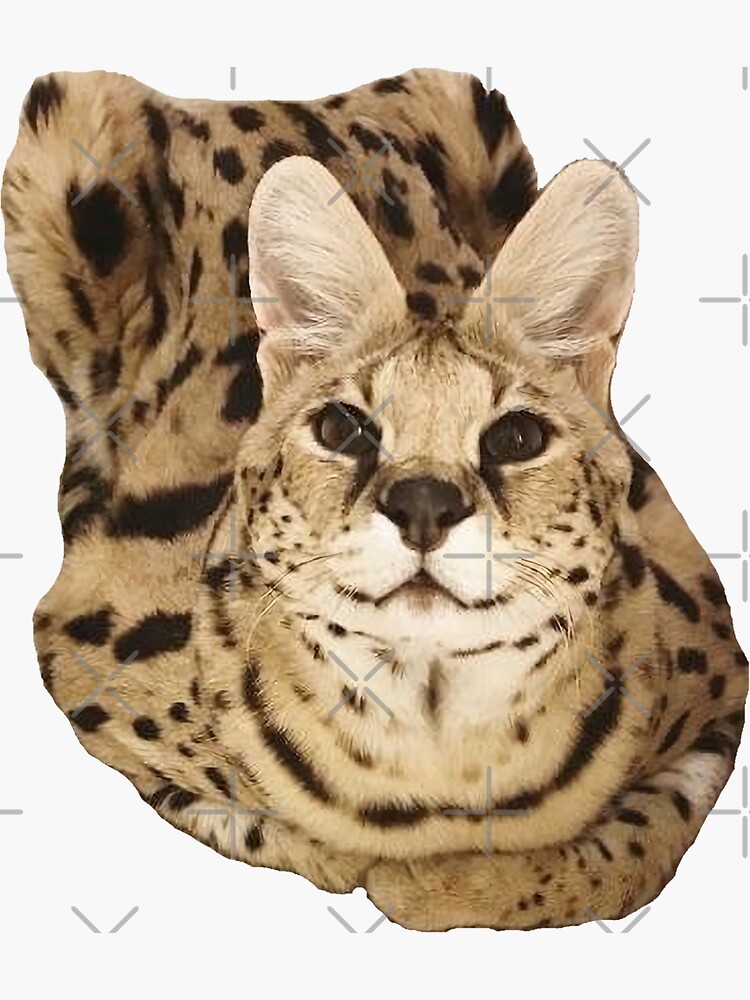 "Sogga Sitting" Sticker for Sale by neuronic | Redbubble