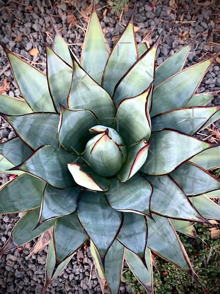 "Agave" Poster for Sale by ChasingFinches | Redbubble