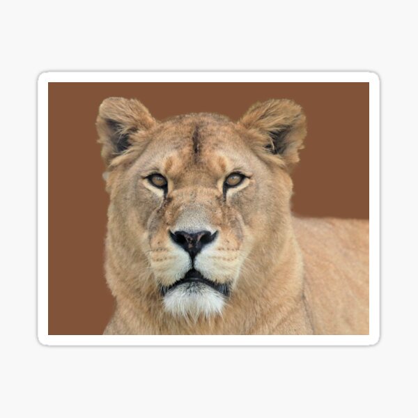 "A Stunning Lioness" Sticker for Sale by 23rdjuly1960 | Redbubble