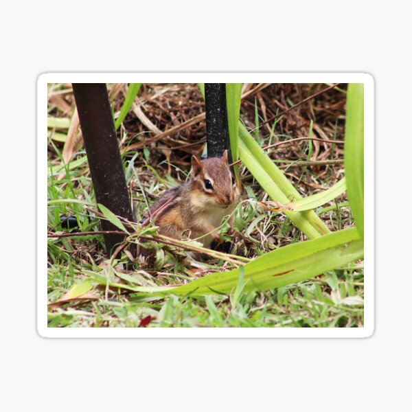 "Chipmunk" Sticker by Lens2Canvas | Redbubble
