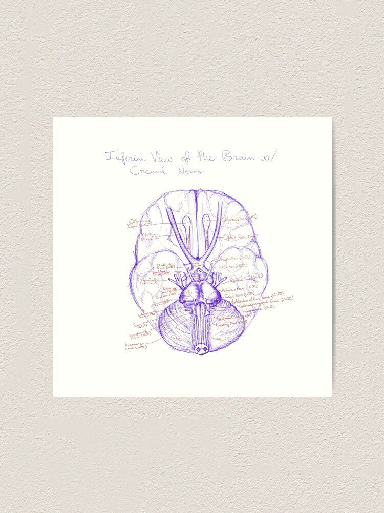 "Inferior View of the Brain with Cranial Nerves" Art Print for Sale by ...