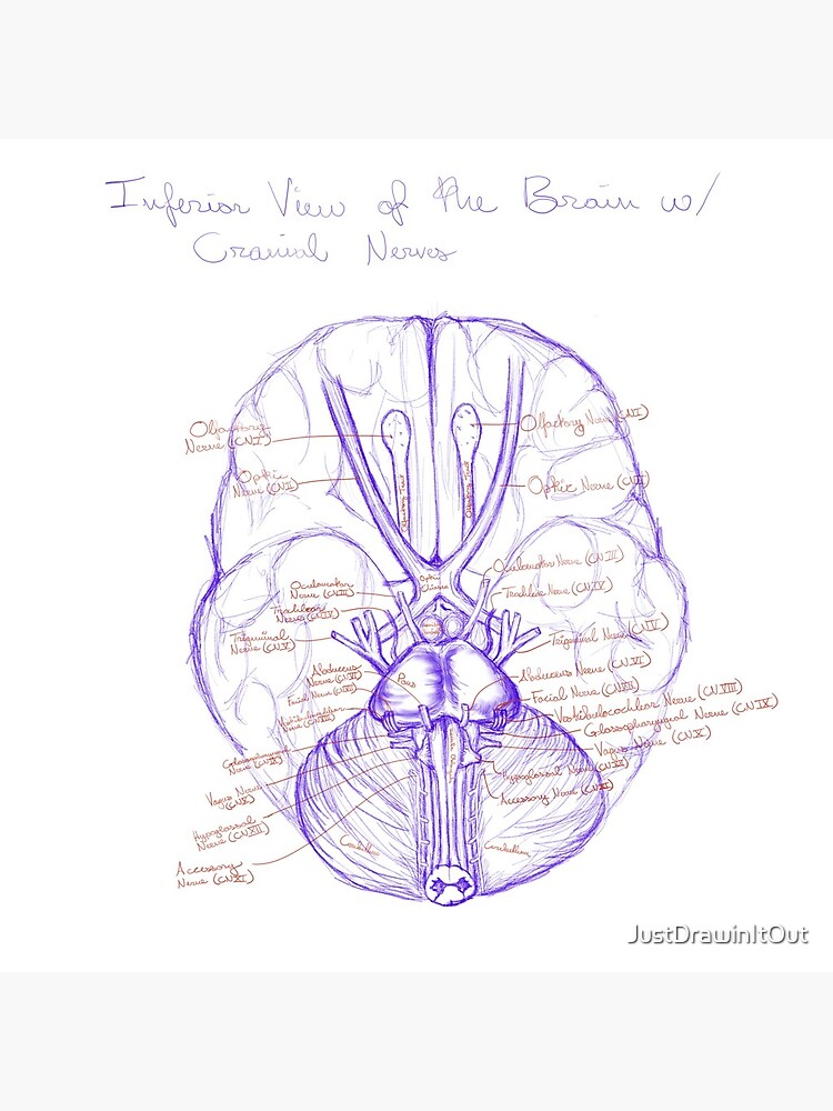 "Inferior View of the Brain with Cranial Nerves" Art Print for Sale by ...