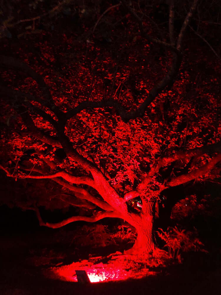 "The Red Tree at Night Blooms in Huntsville Botanical Gardens " Sticker ...